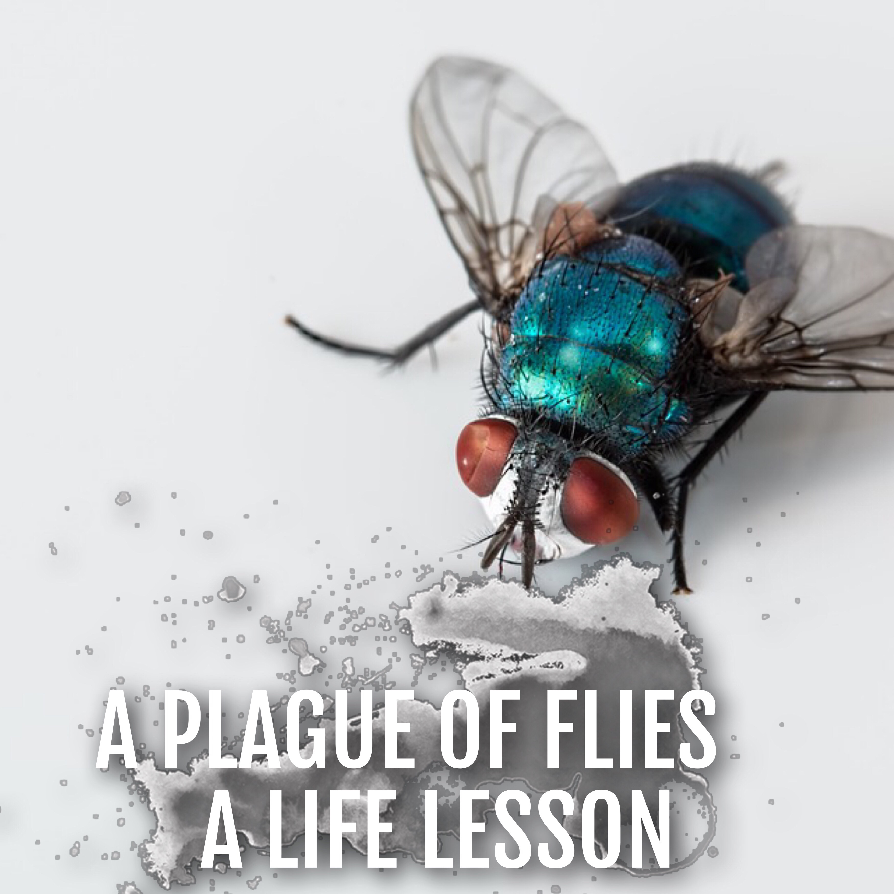 A Plague of Flies on Both Your Houses – Amber Mattingly